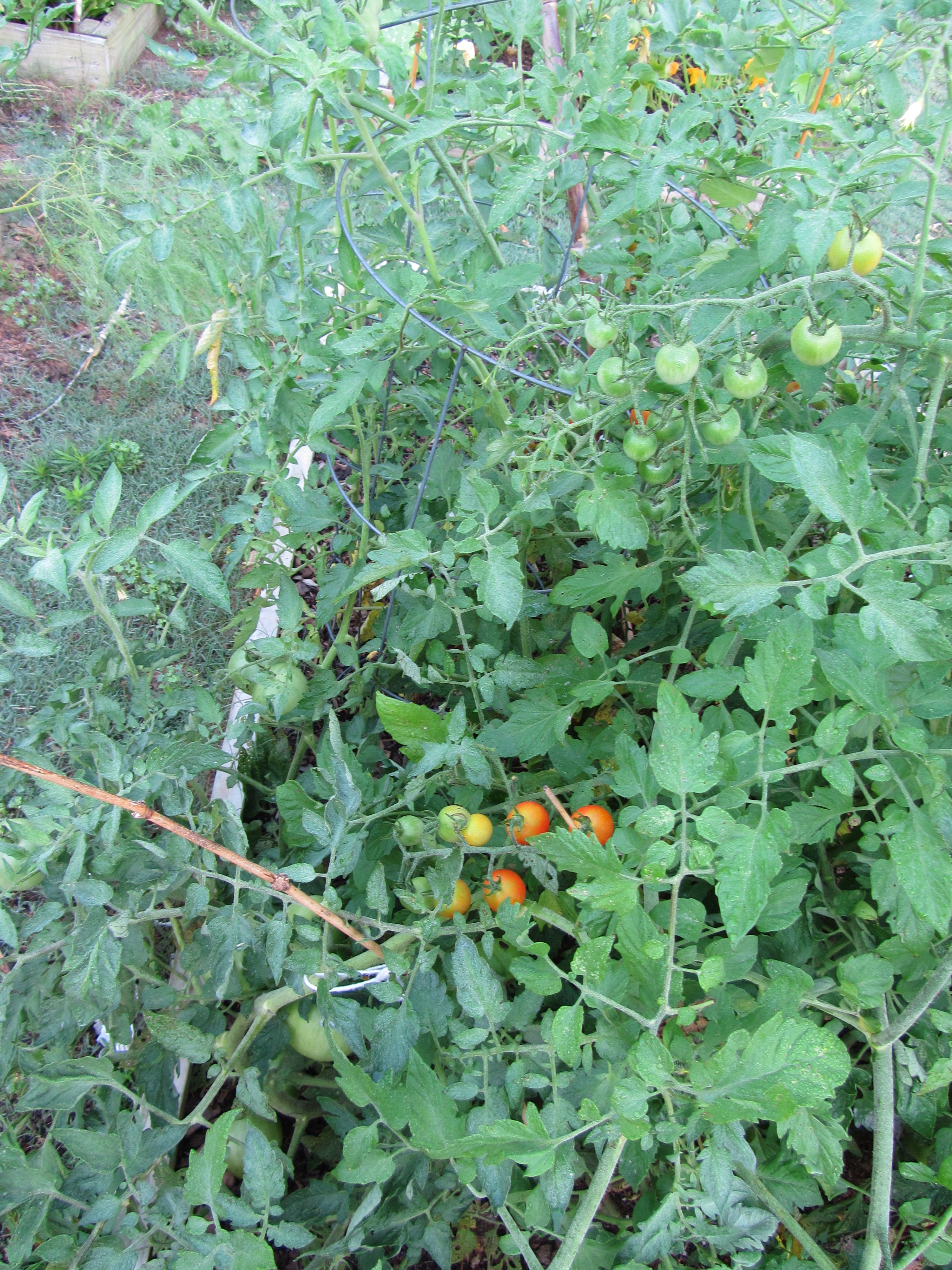 Maters