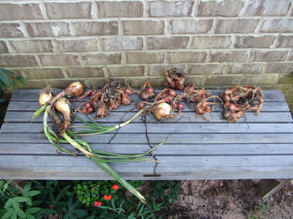 Onions, Garlic, & Shallots